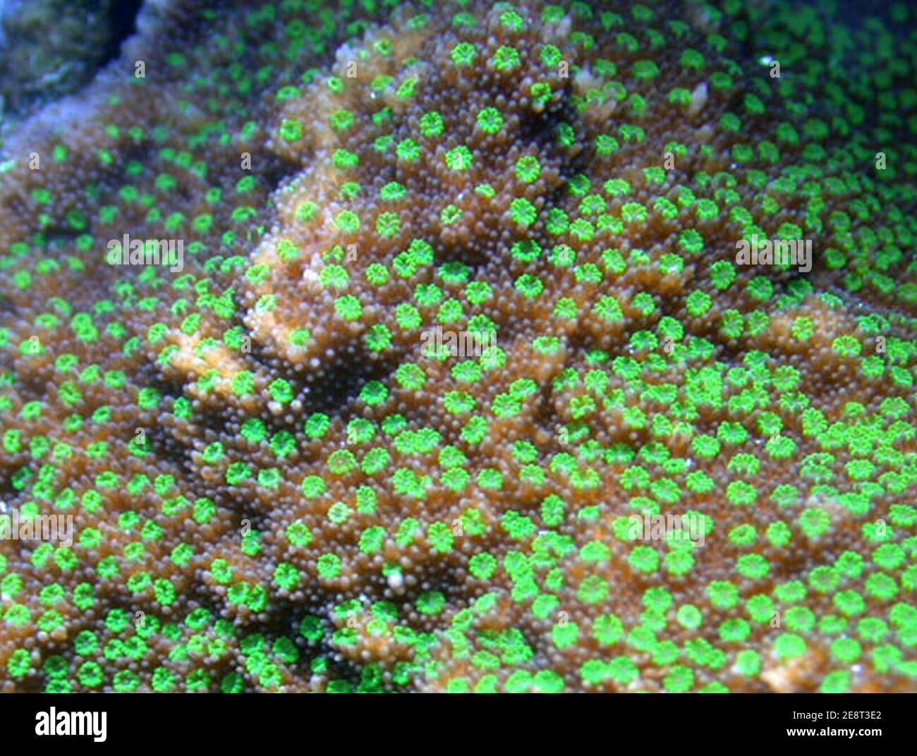 Montipora grisea 2 Stock Photo - Alamy