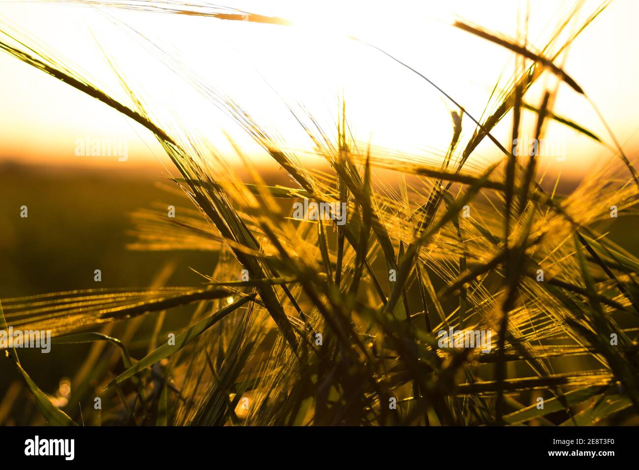 Wild barley that is still green, against a blurred background of sunset ...