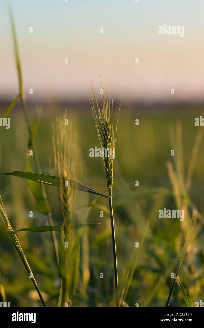 Wild barley that is still green, against a blurred background of sunset ...