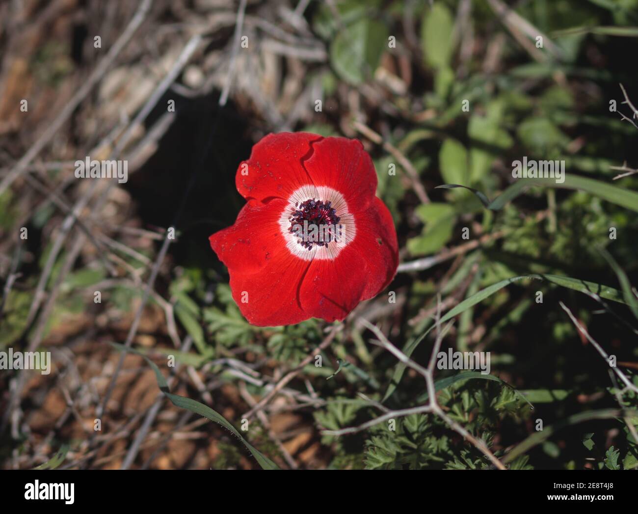 Red anemone flowers in a field, near a green wild grass Stock Photo - Alamy