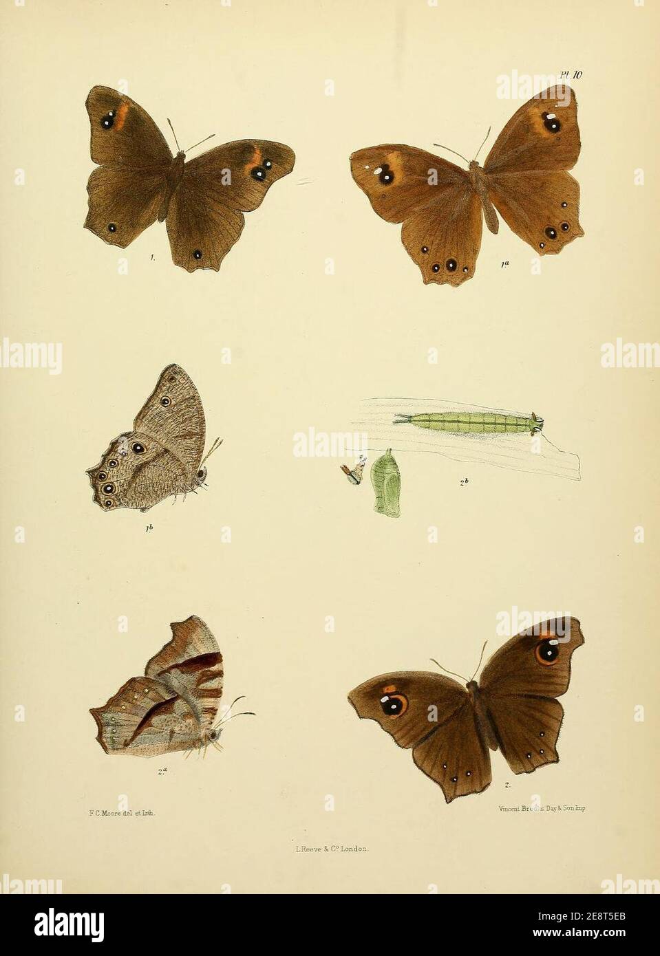 MooreThe Lepidoptera of CeylonPlate10 Stock Photo - Alamy