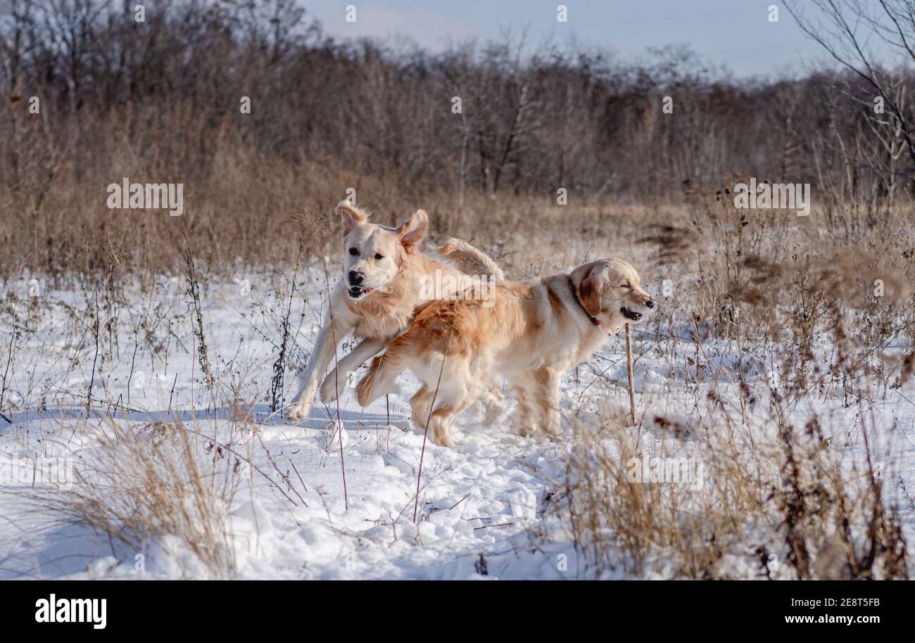 Golden winter hi-res stock photography and images - Alamy