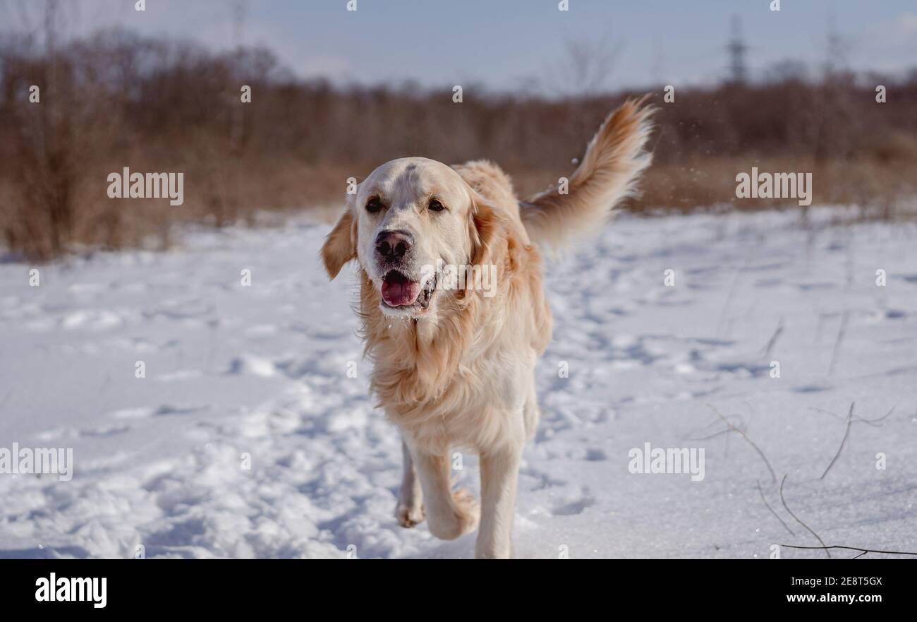 Mature golden labrador retriever hi-res stock photography and images ...