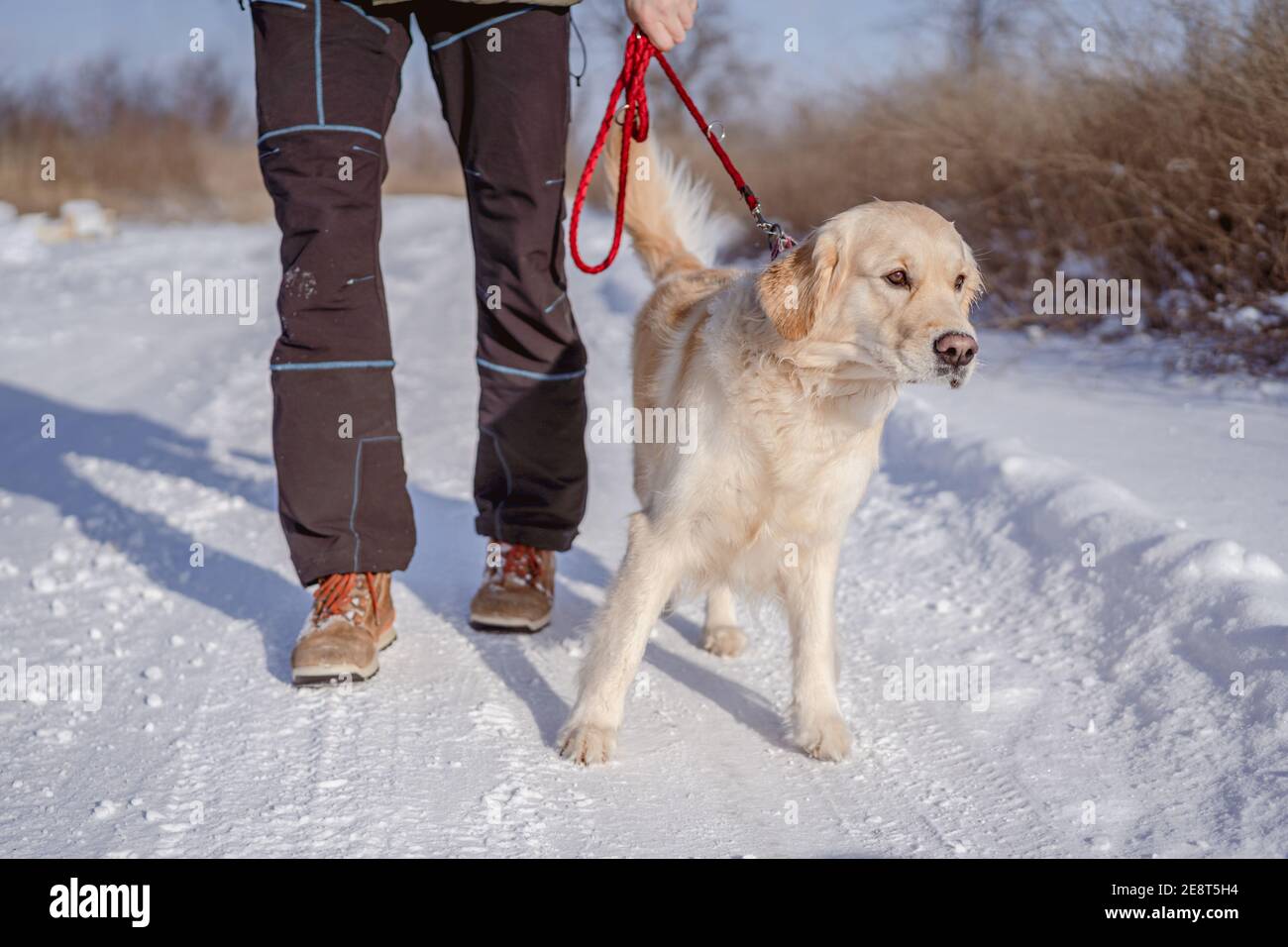 Mature golden labrador retriever hi-res stock photography and images ...