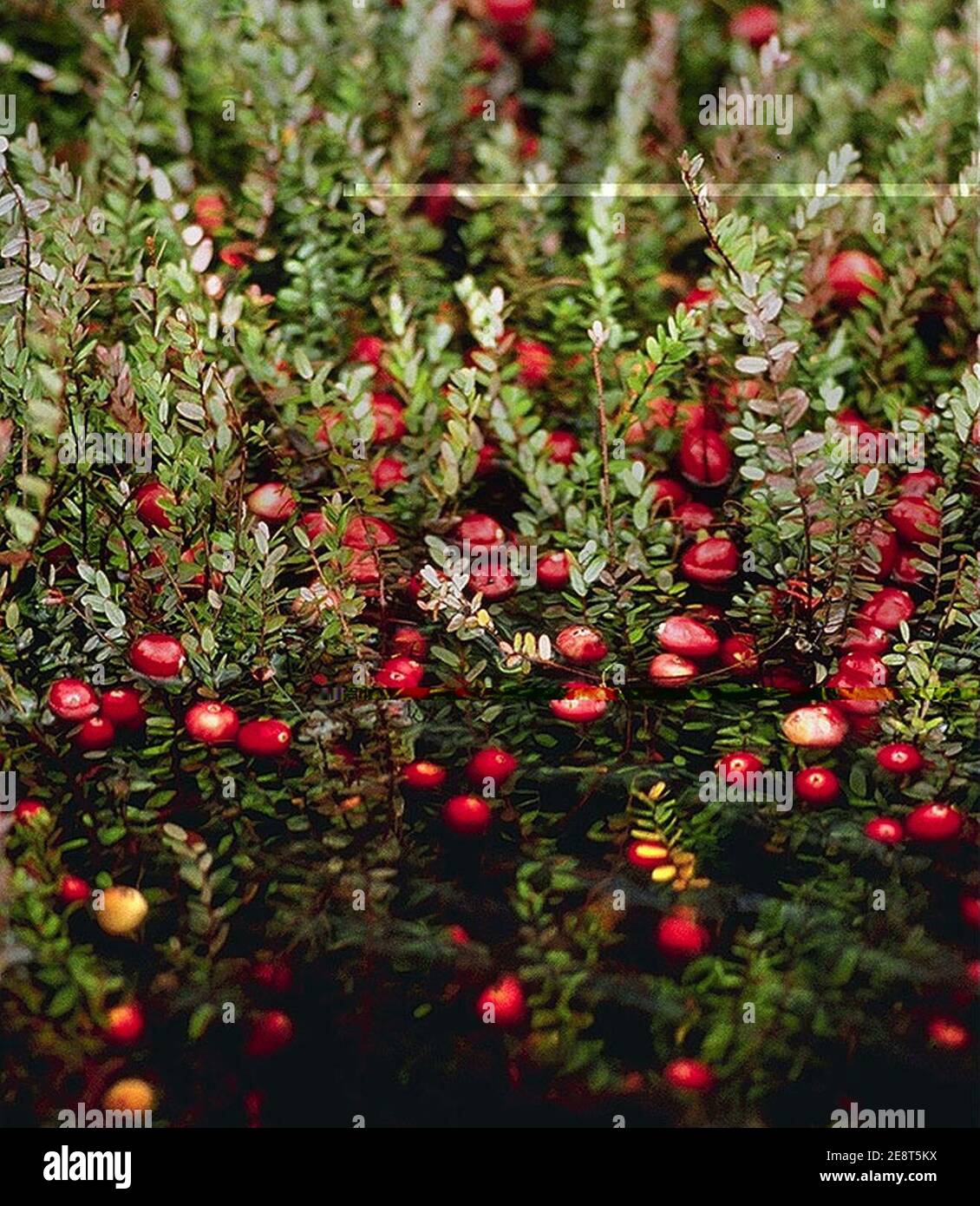 Moosbeeren hi-res stock photography and images - Alamy