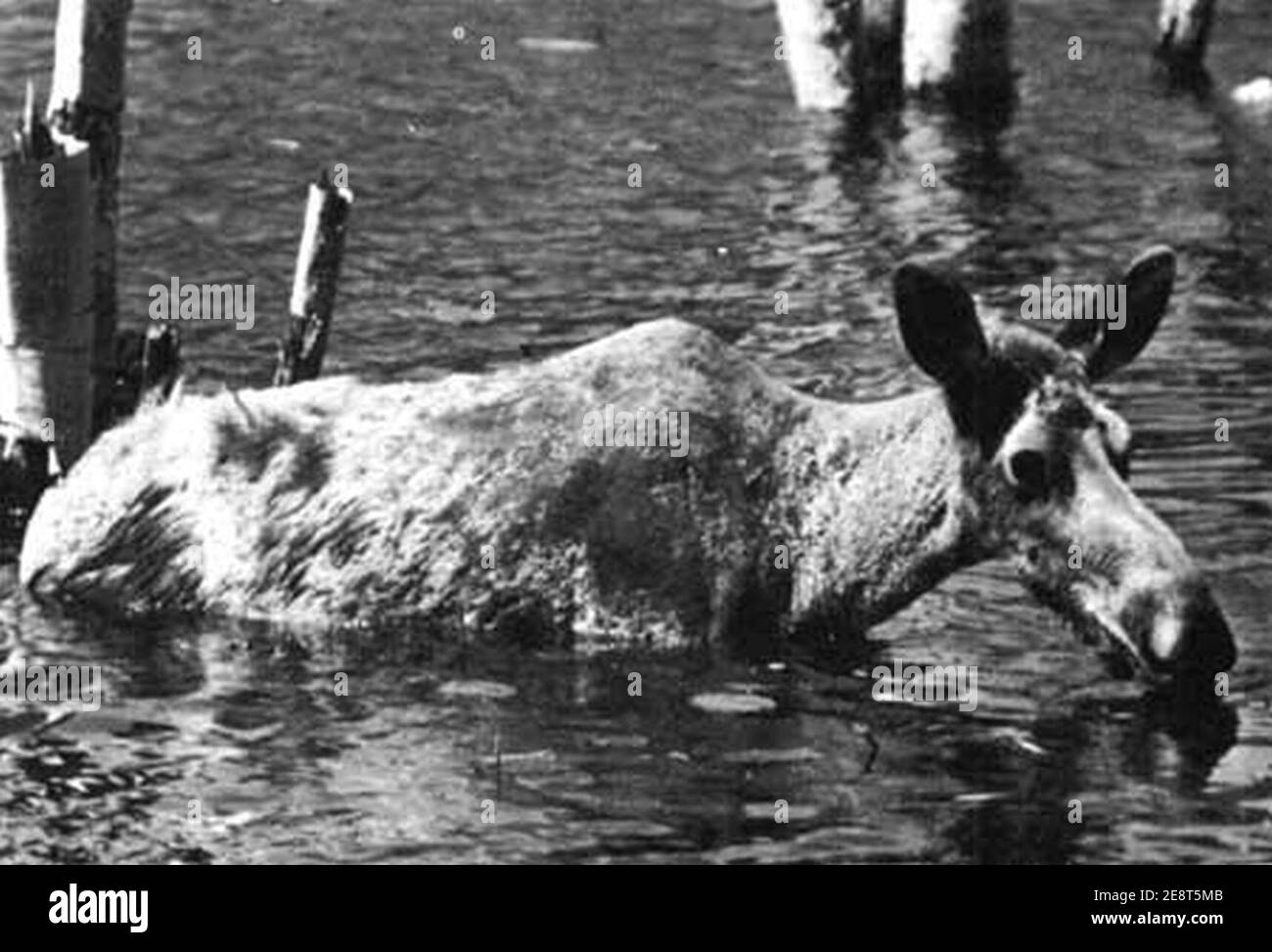 Moose with extensive hair loss Stock Photo - Alamy