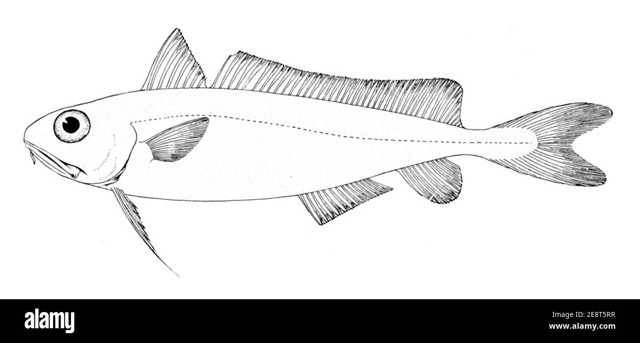 Mora moro hi-res stock photography and images - Alamy