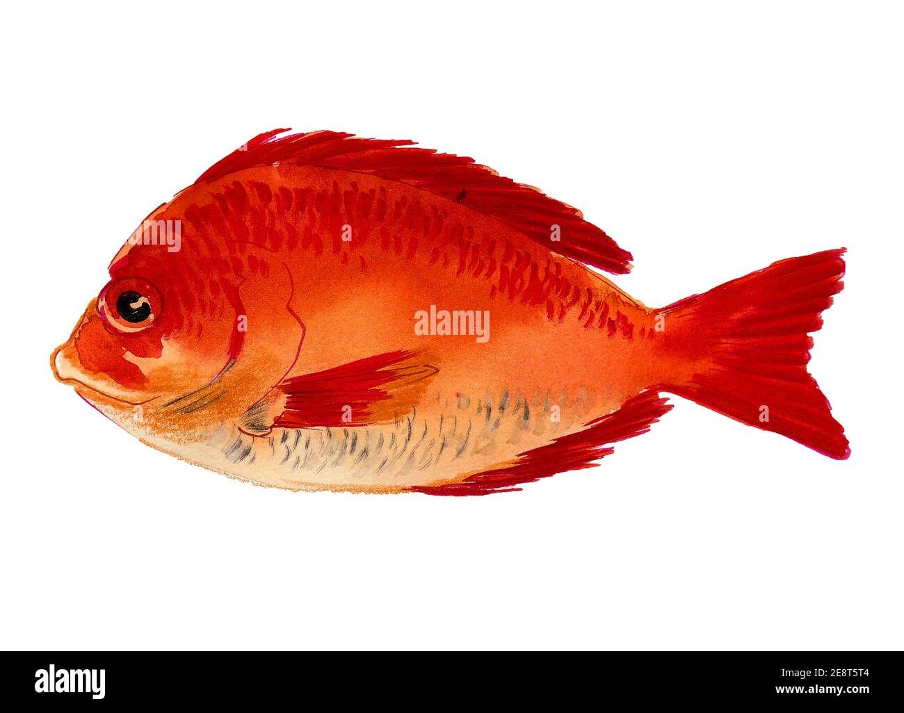 Red tropical fish on white background Stock Photo - Alamy