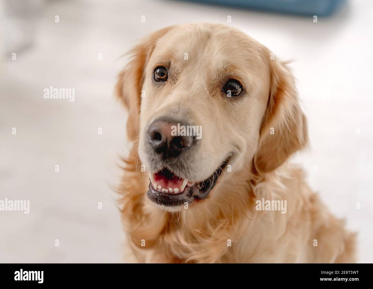 Mature golden labrador retriever hi-res stock photography and images ...
