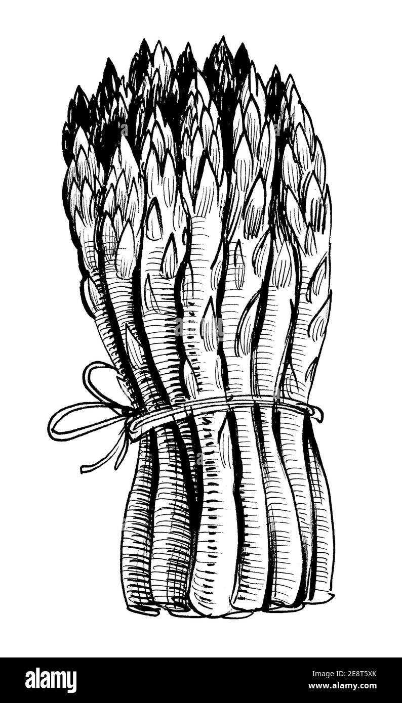Asparagus Drawing