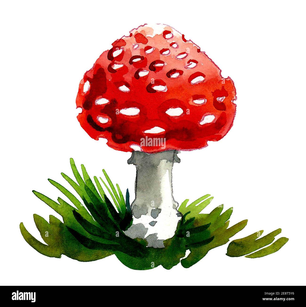 Poisonous fly agaric mushroom. Ink and watercolor drawing Stock Photo ...