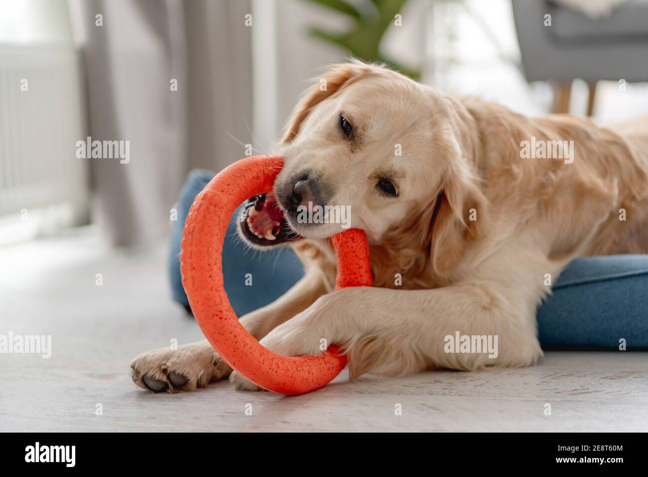 Golden retriever dog at home Stock Photo - Alamy