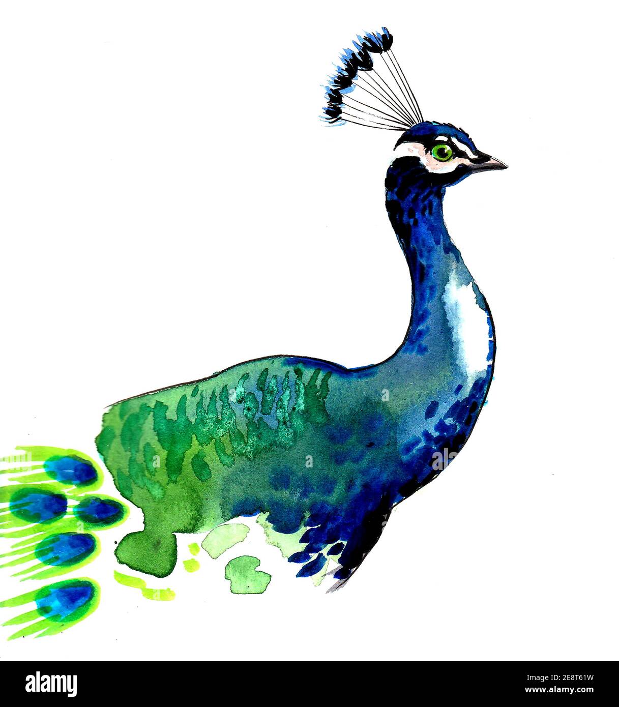 Blue peacock bird. Ink and watercolor drawing Stock Photo - Alamy