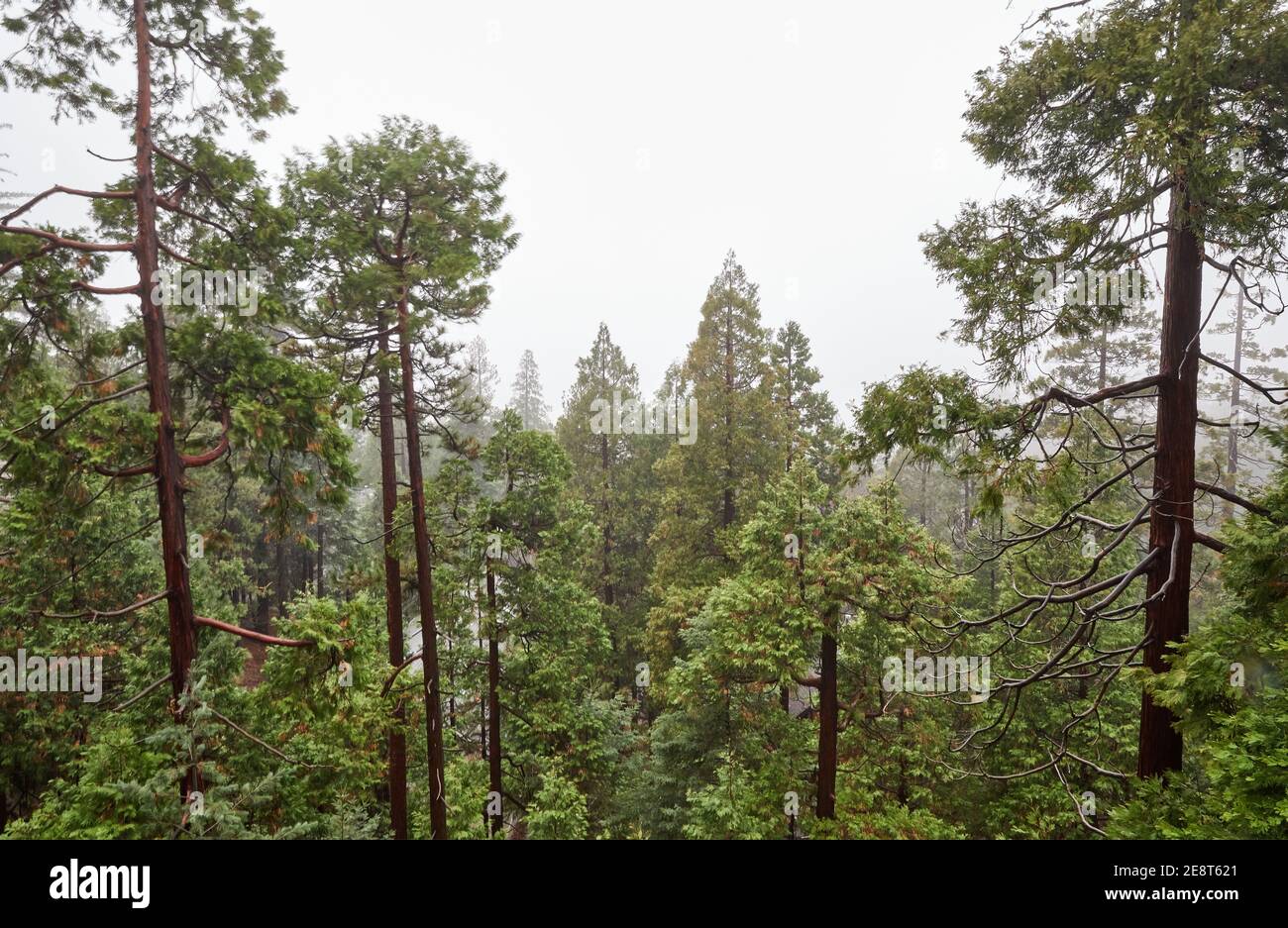 Forest trees scene from treetops Stock Photo - Alamy