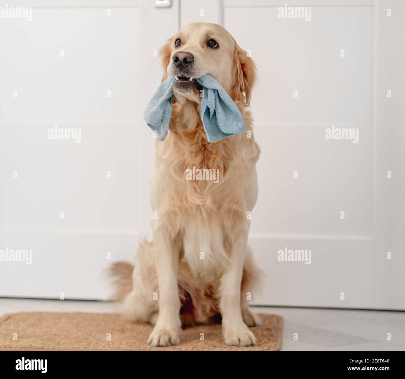 Golden retriever dog home hi-res stock photography and images - Alamy