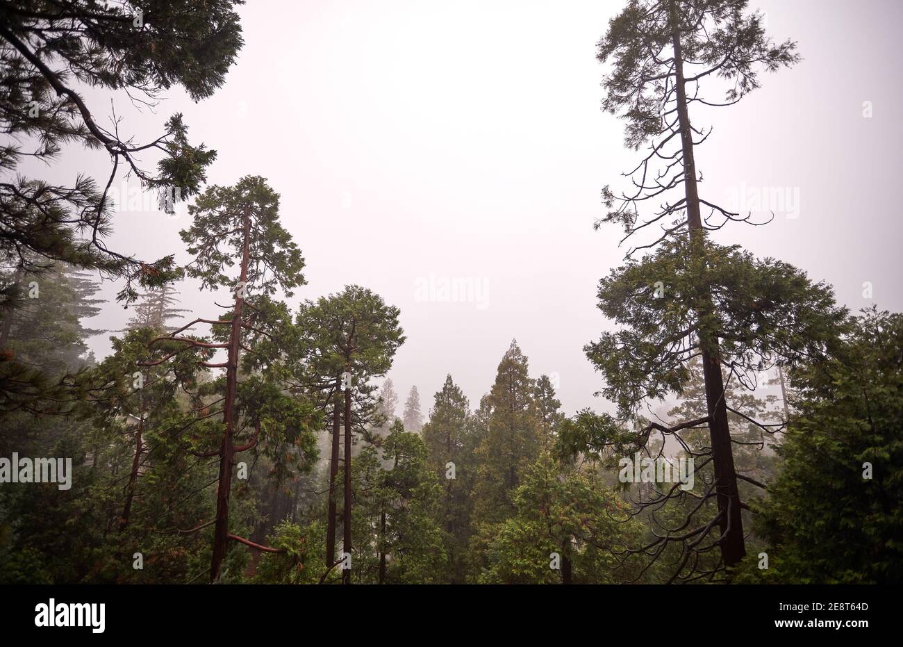 Treetops fog mountains hi-res stock photography and images - Alamy