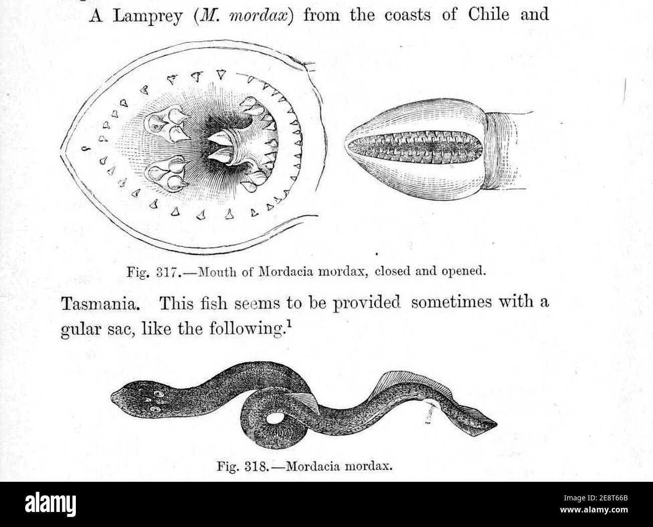 Mordacia hi-res stock photography and images - Alamy
