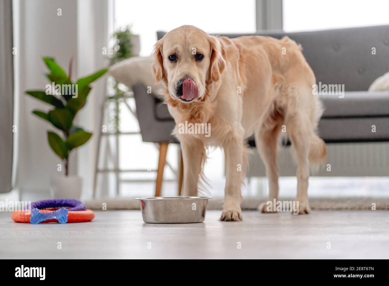 Golden retriever dog at home Stock Photo - Alamy