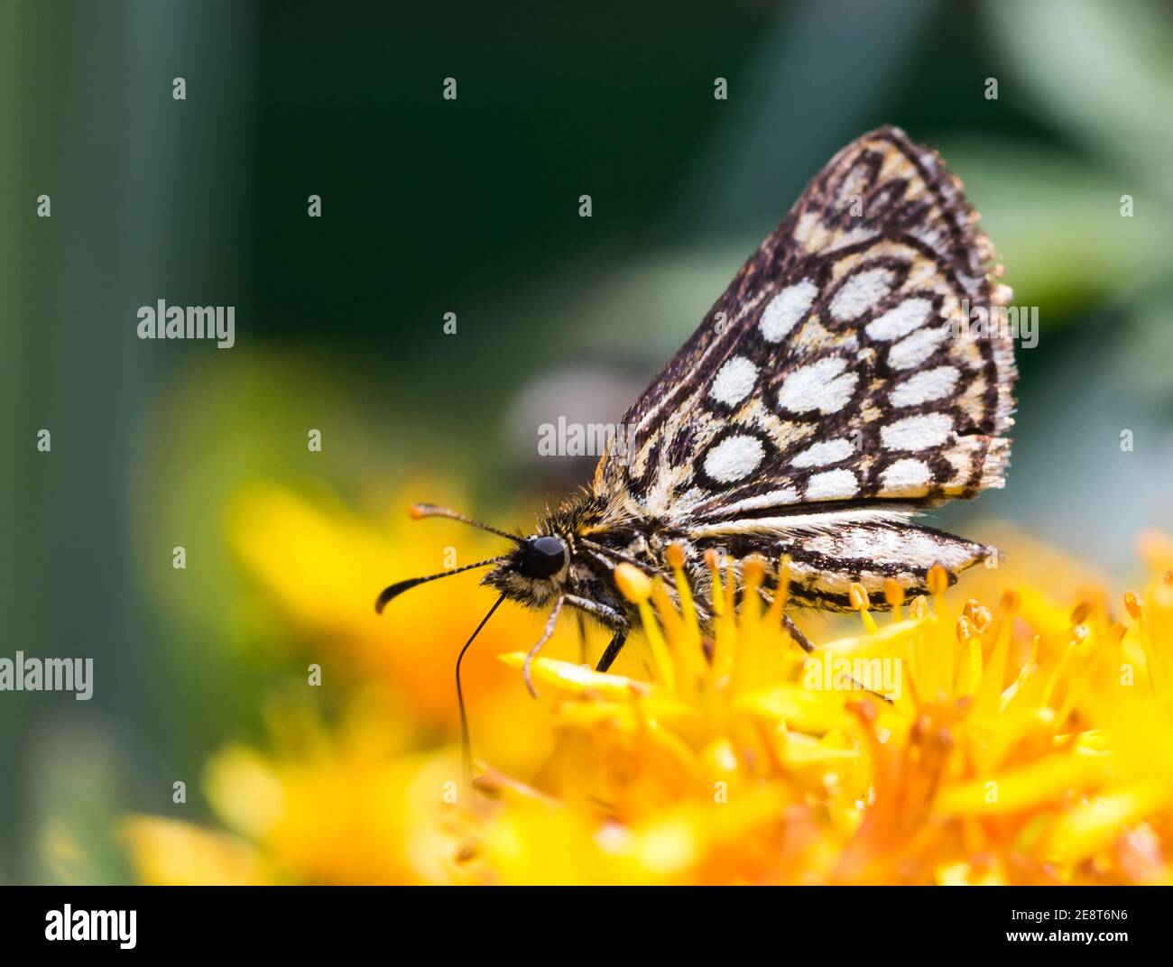 Morpheus butterfly hi-res stock photography and images - Alamy