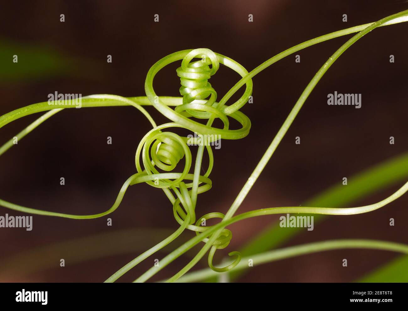 Young fresh green complicated sprouts of wild cucumber close up with ...