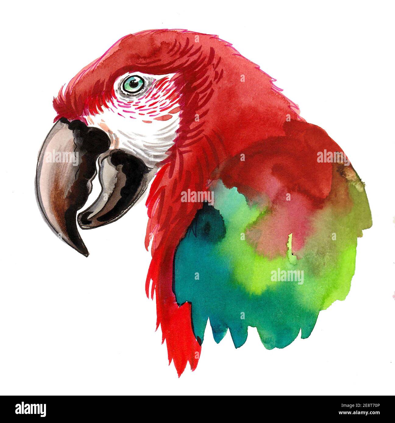 Green Parrot Drawing