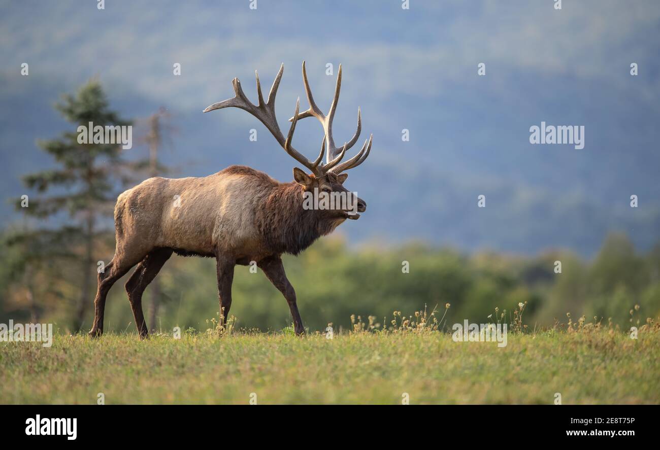 Run elk hi-res stock photography and images - Alamy
