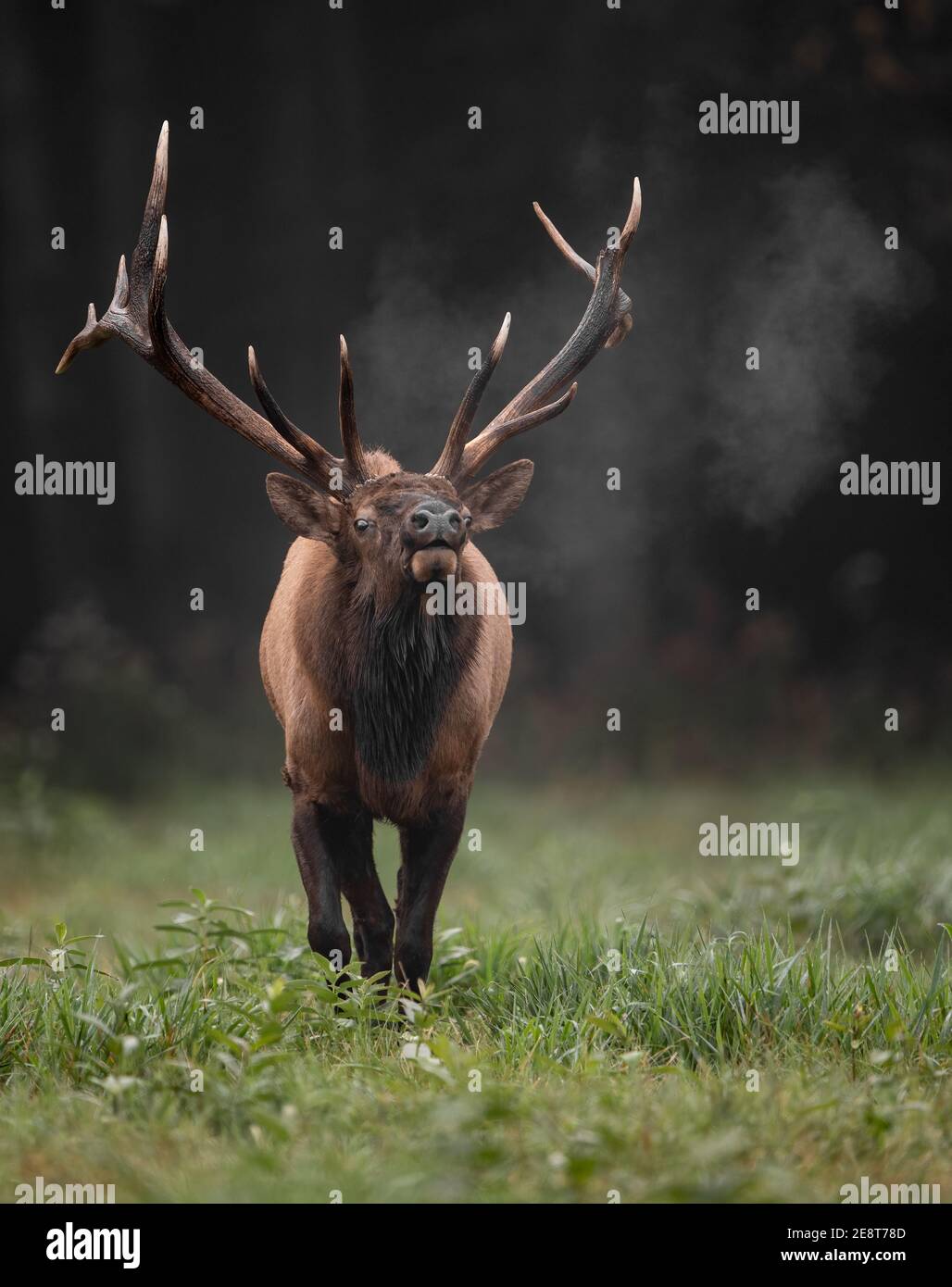 Run elk hi-res stock photography and images - Alamy