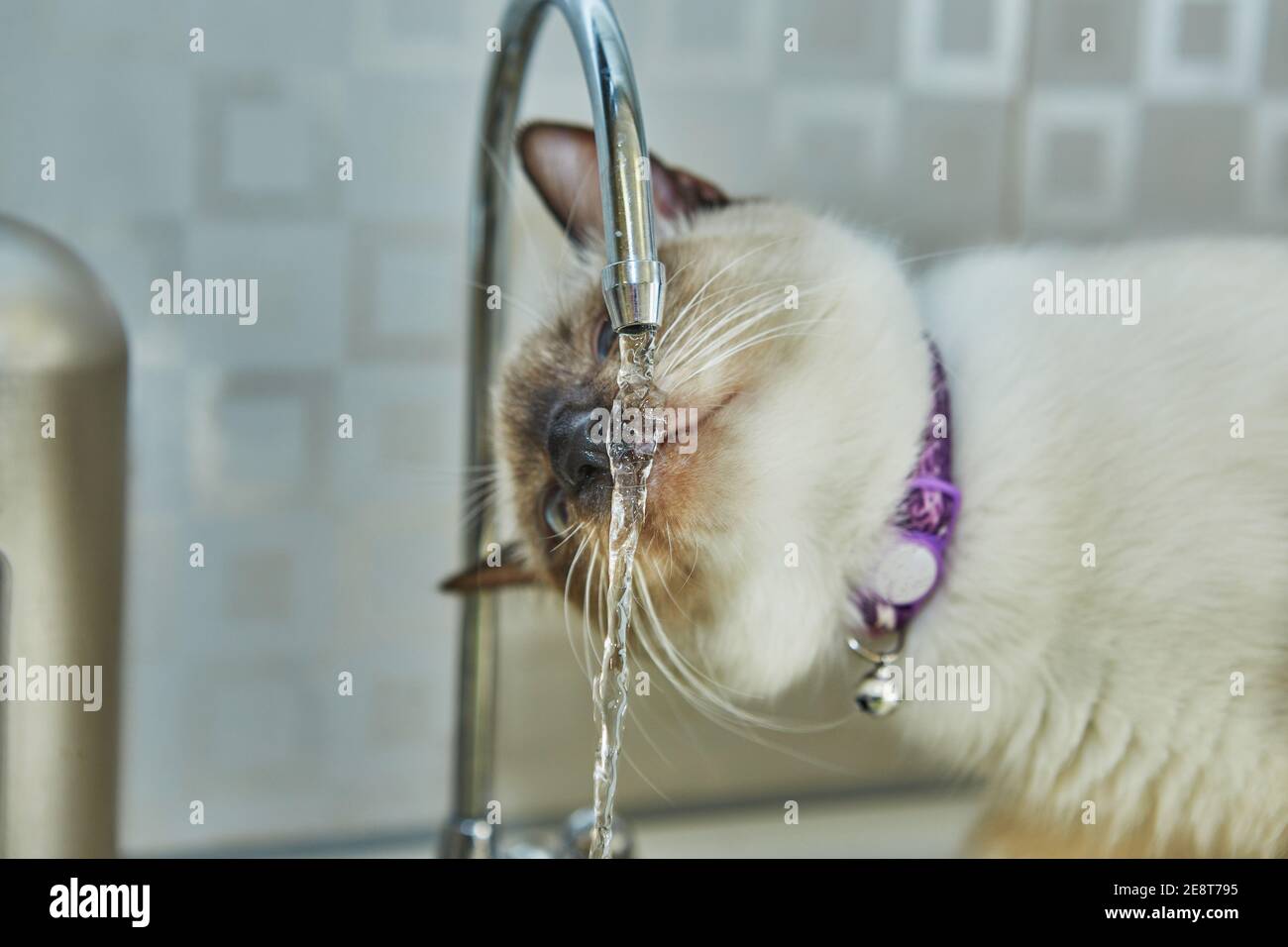Siamese kitten drinking water from the tap Stock Photo - Alamy