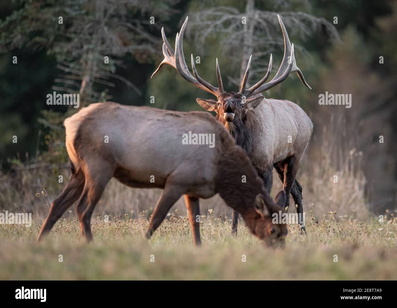 Male female moose during rutting hi-res stock photography and images ...