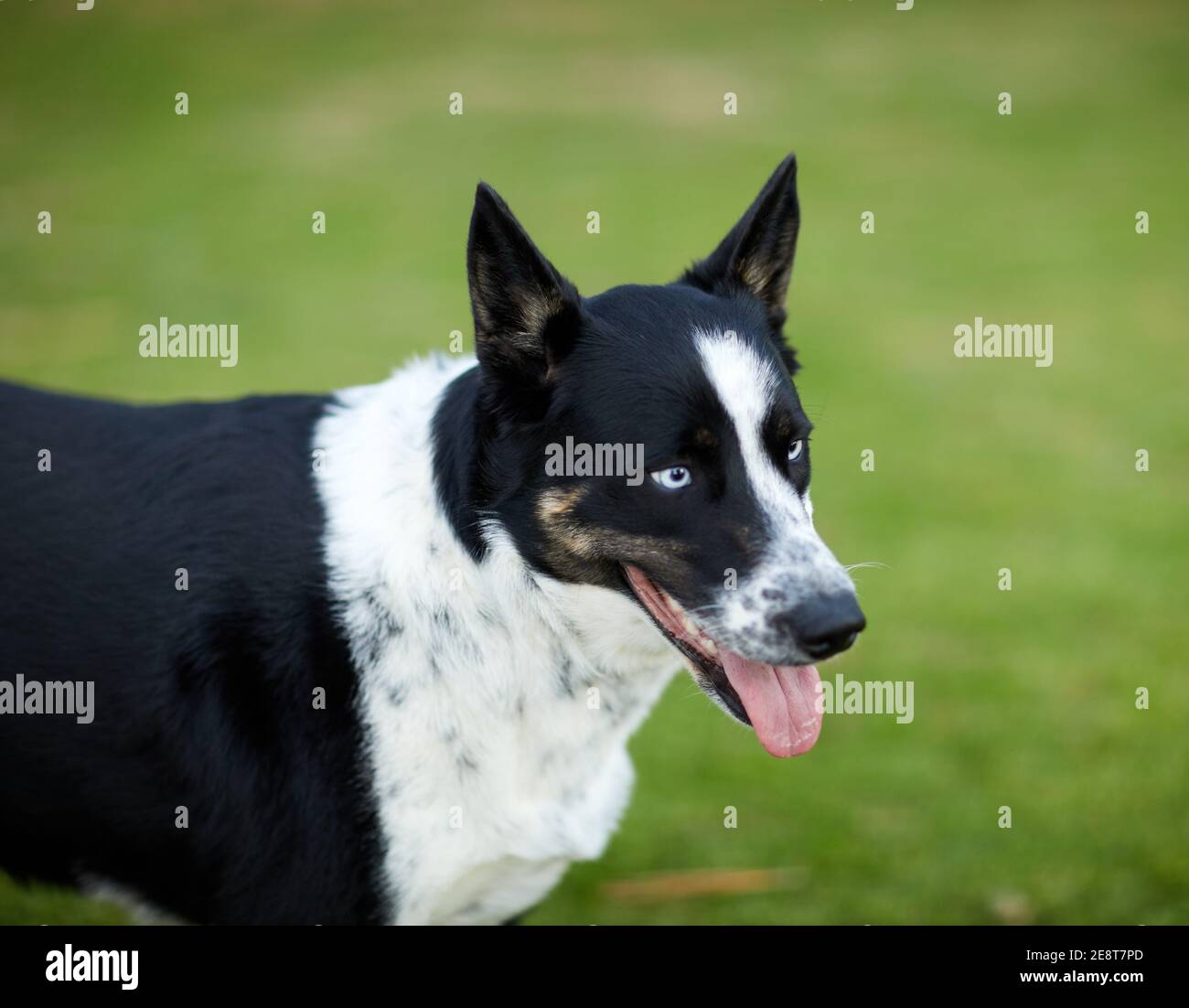 Shepherd dog watches herd hi-res stock photography and images - Alamy