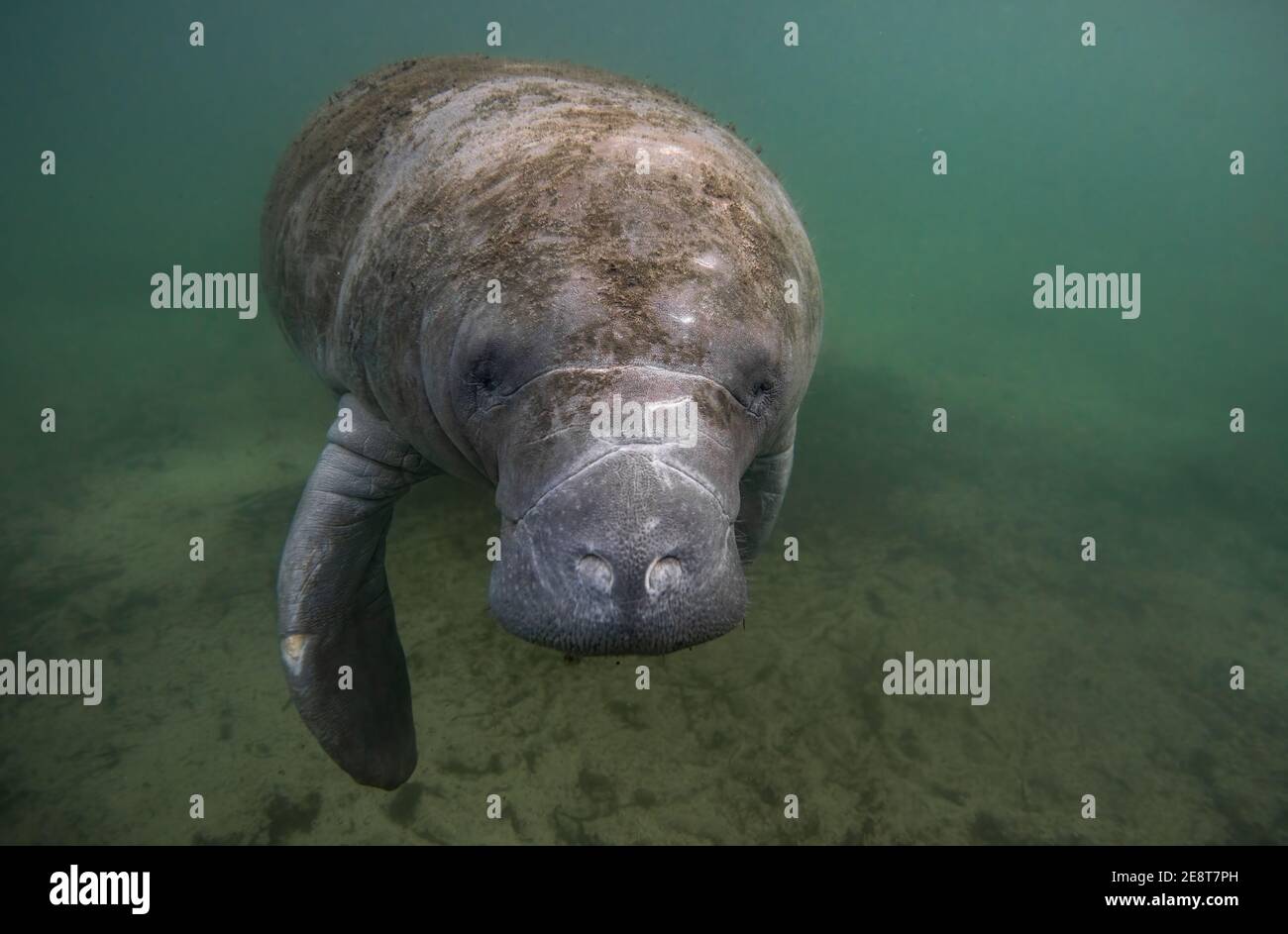 Manatee nose hi-res stock photography and images - Alamy