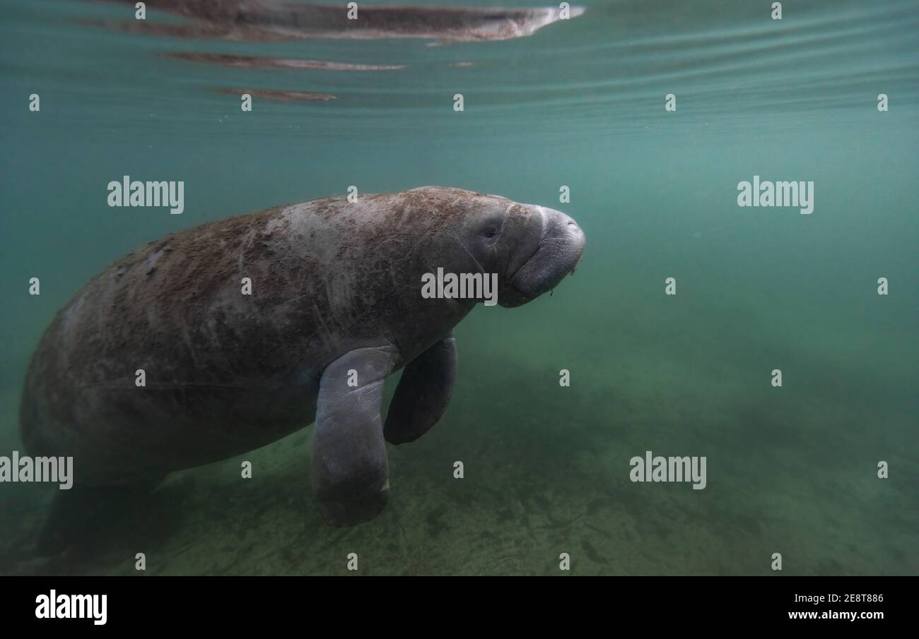 Manatee nose hi-res stock photography and images - Alamy