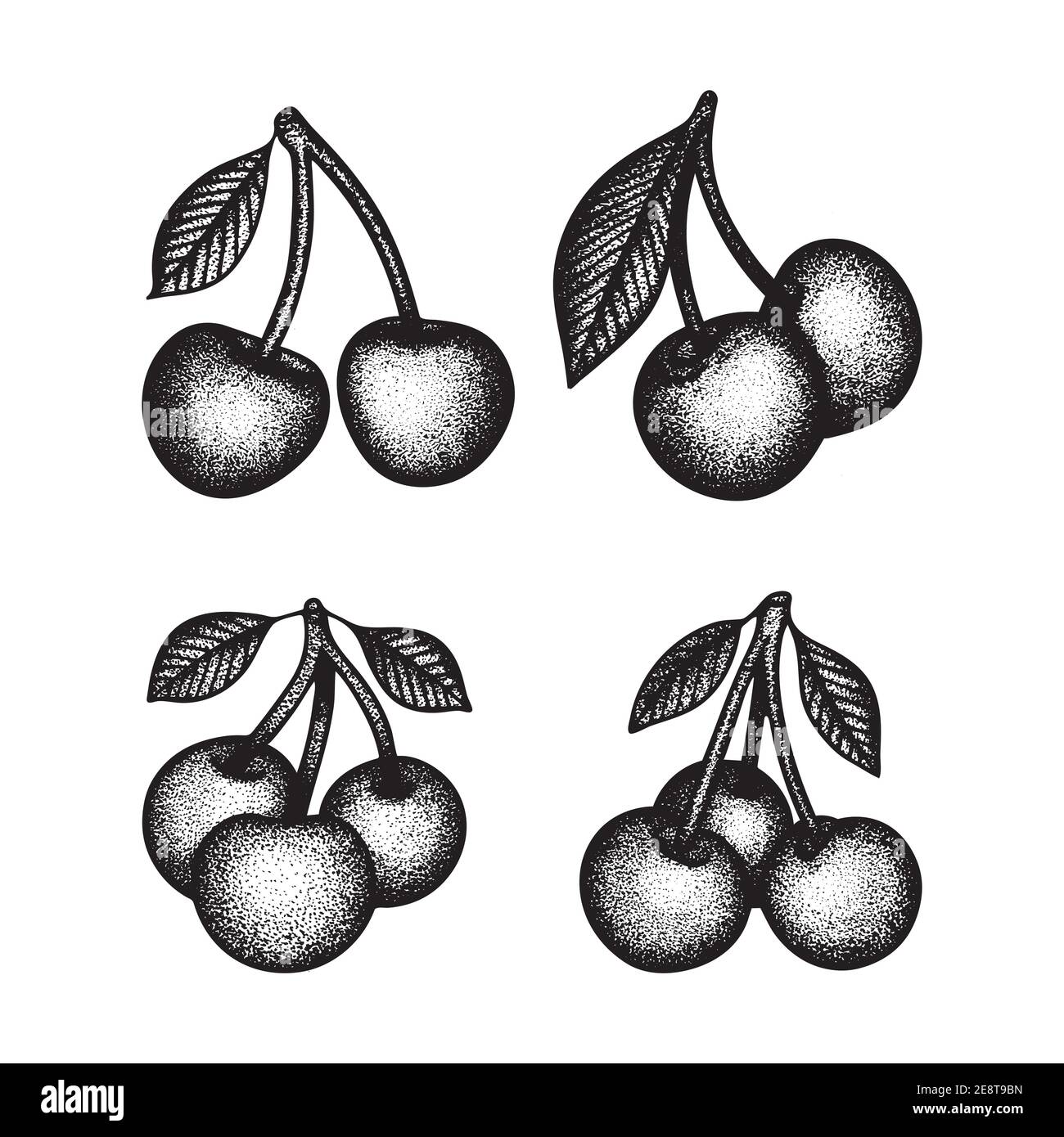 Cherries engraving style vector illustrations. Sweet cherry fruits vintage style drawing ...