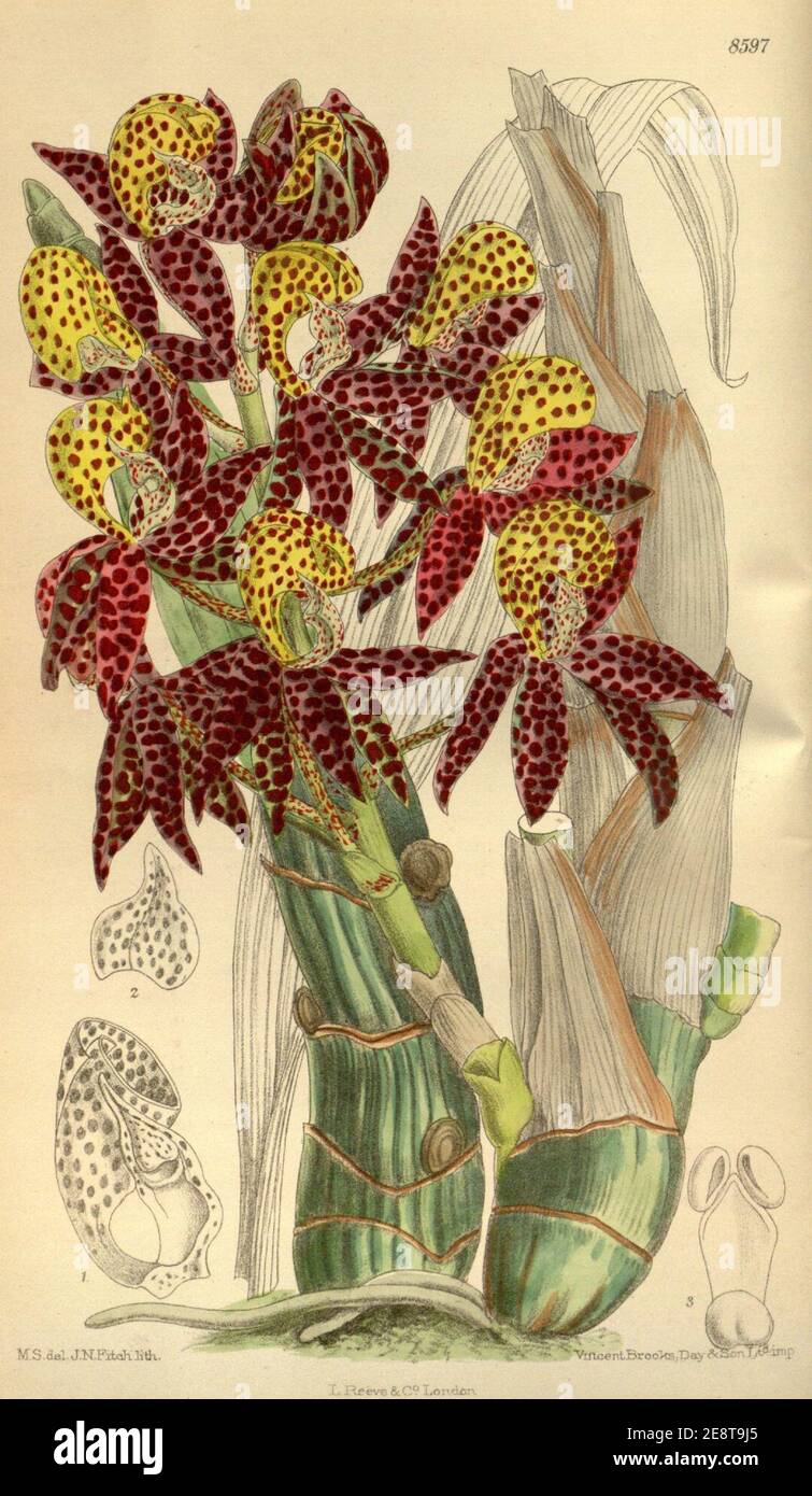 Mormodes hi-res stock photography and images - Alamy