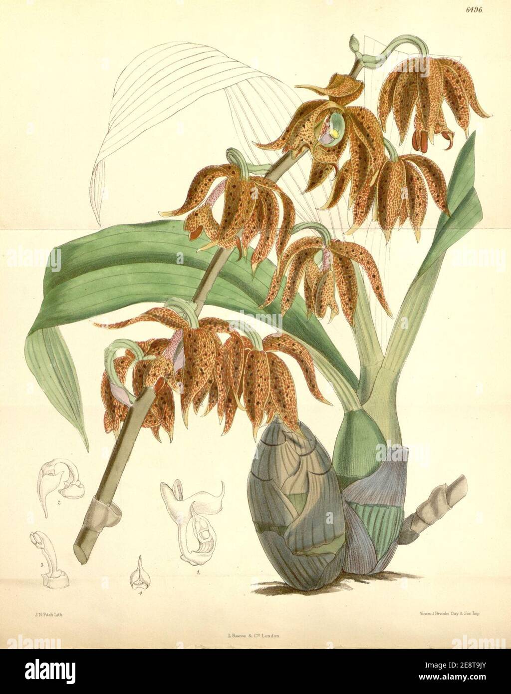 Mormodes hi-res stock photography and images - Alamy