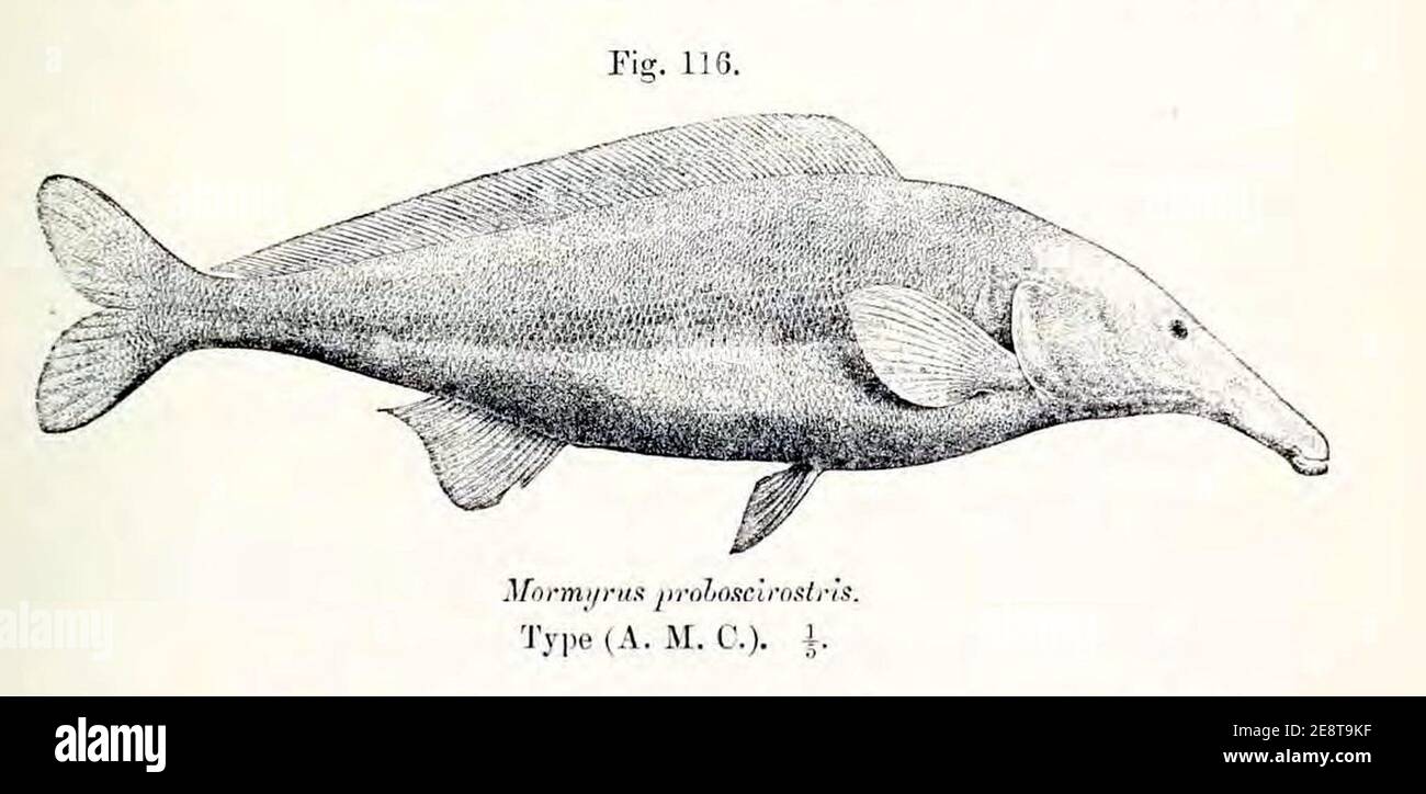 Mormyrus rume hi-res stock photography and images - Alamy