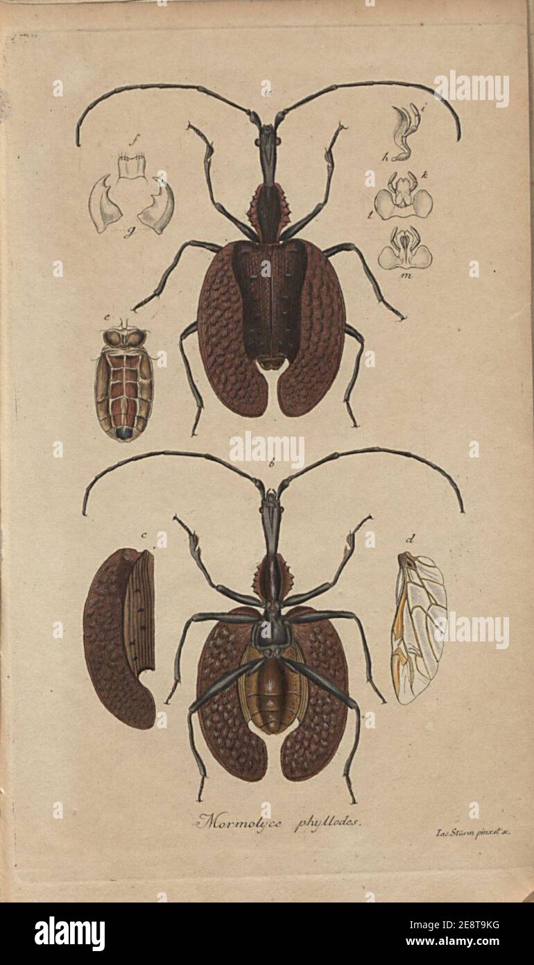 Mormolyce hi-res stock photography and images - Alamy