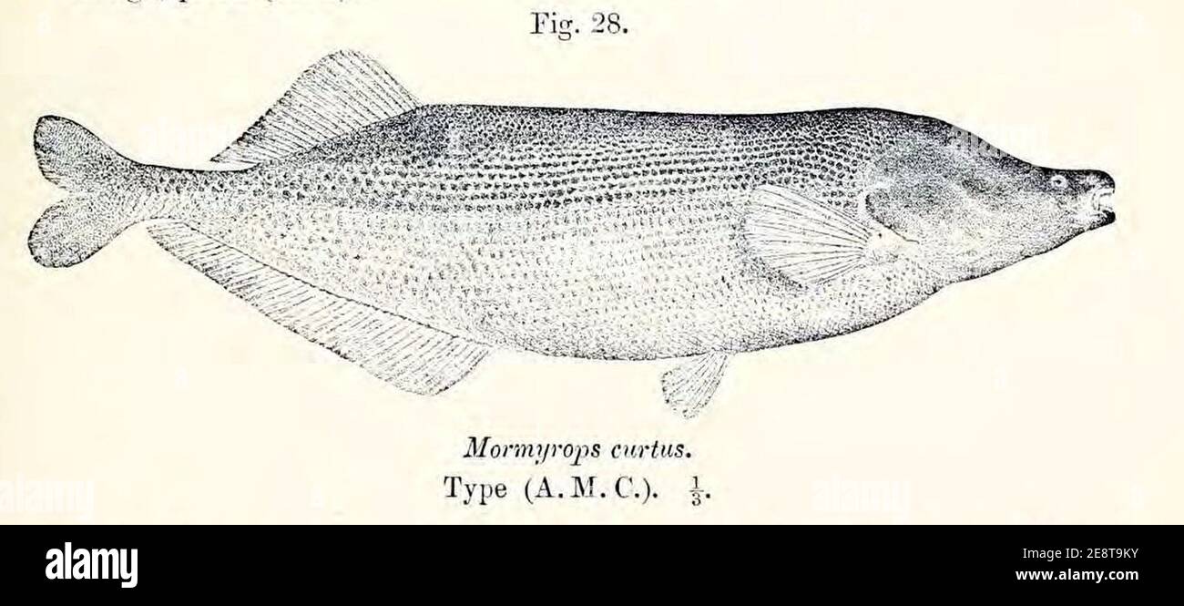 Curtus hi-res stock photography and images - Alamy