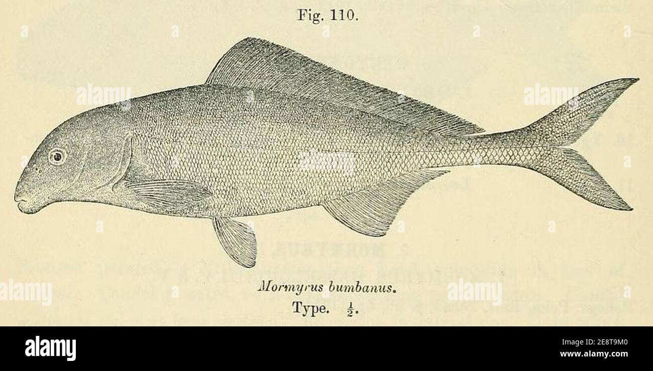 Mormyrus hi-res stock photography and images - Alamy