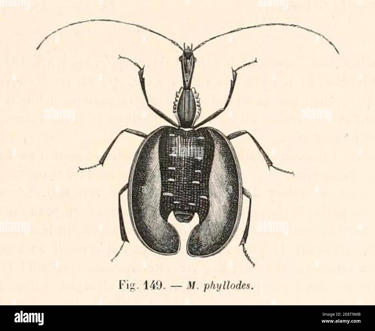 Mormolyce hi-res stock photography and images - Alamy
