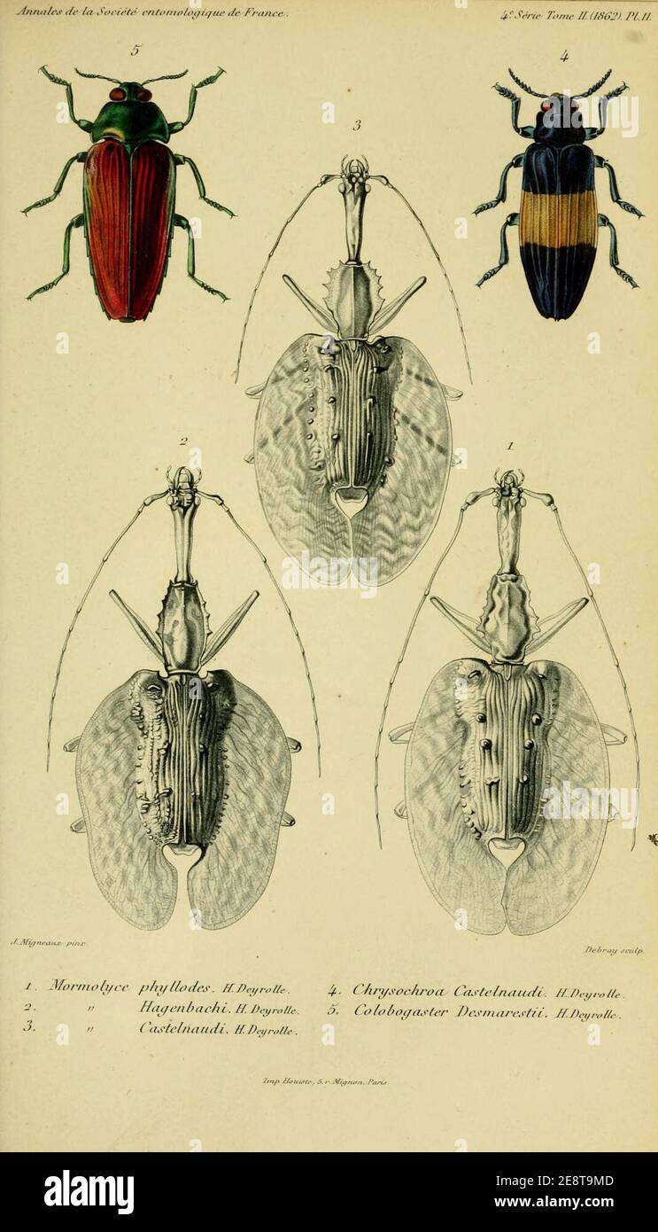 Mormolyce hi-res stock photography and images - Alamy