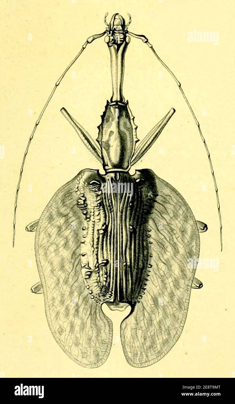 Mormolyce hi-res stock photography and images - Alamy