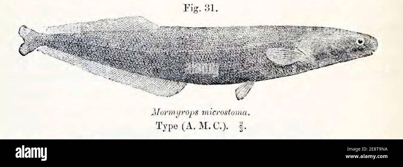 Microstoma hi-res stock photography and images - Alamy