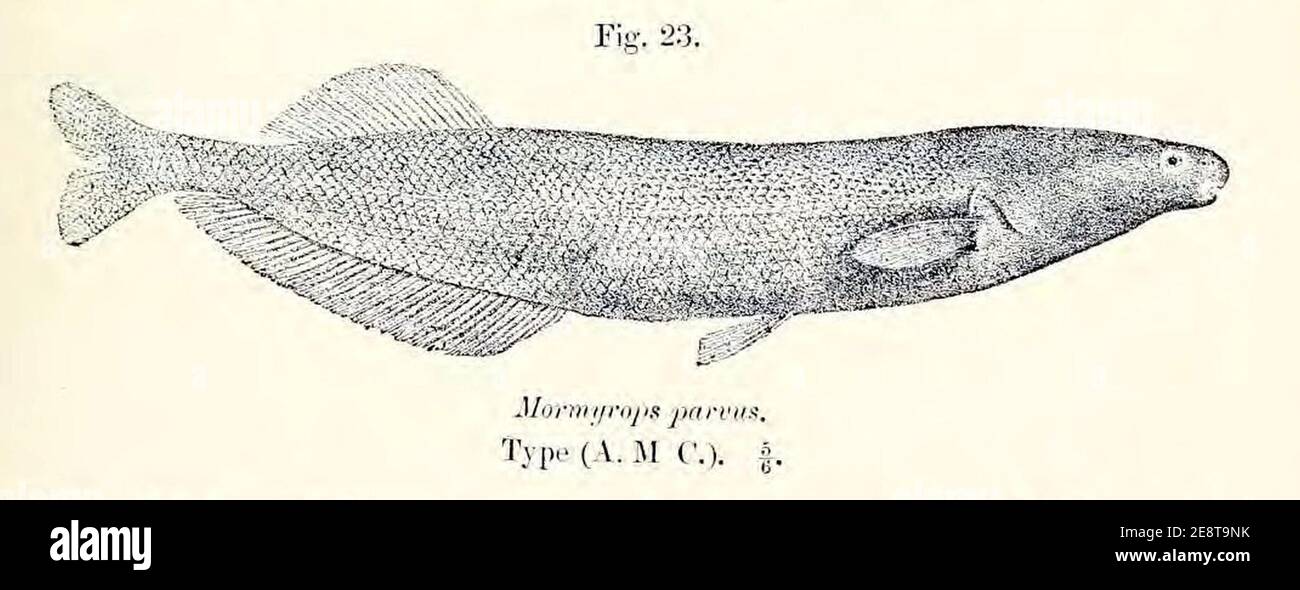 Parvus hi-res stock photography and images - Alamy