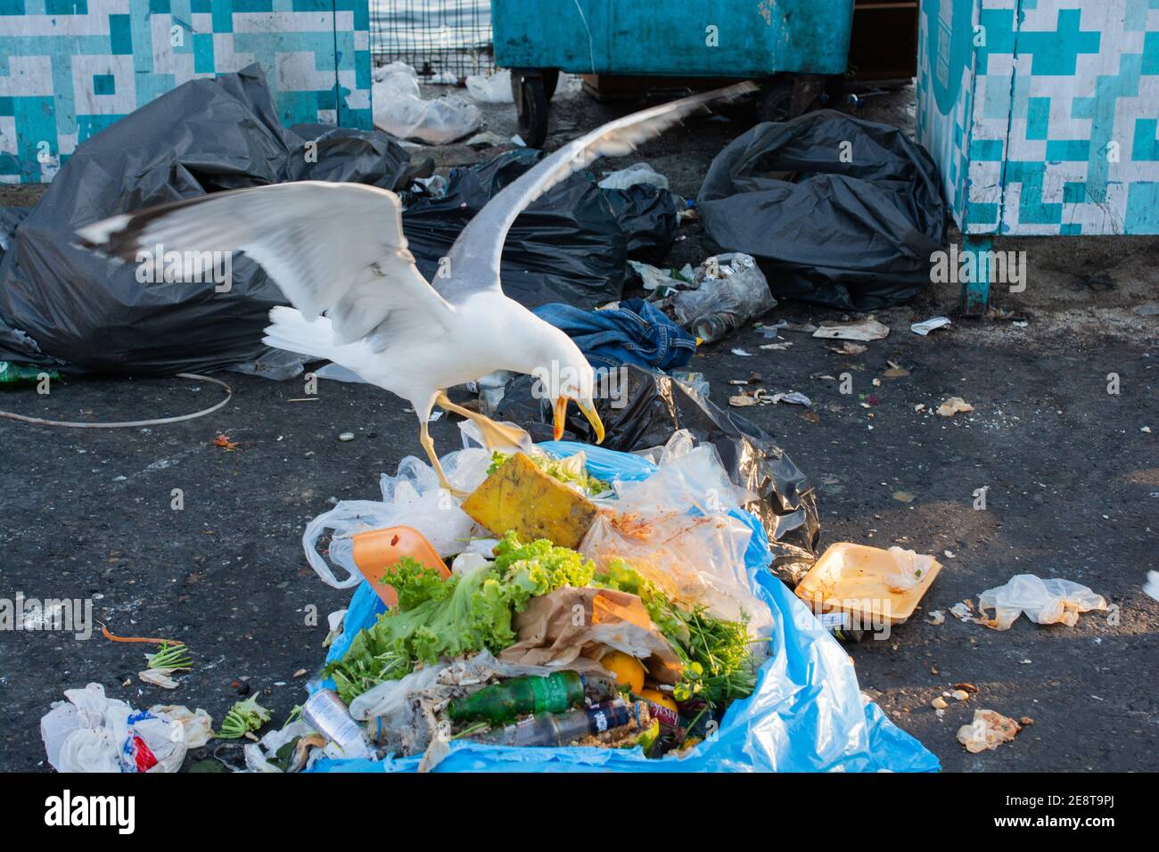 Seagull looking into waste bin hi-res stock photography and images - Alamy
