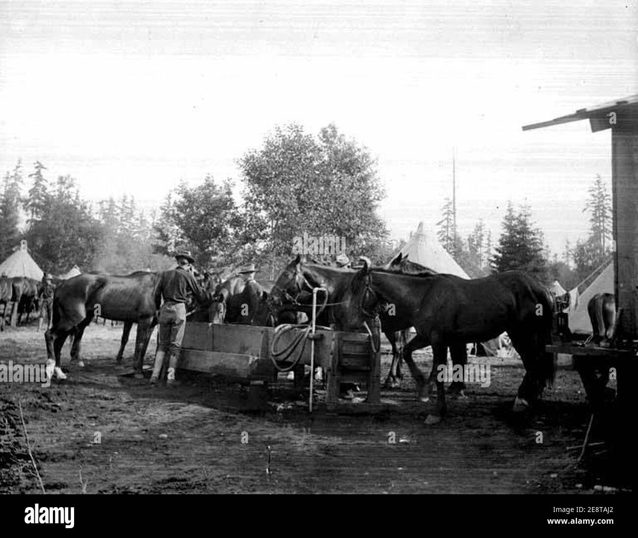 Military corral in Seattle showing horses and soldiers at a watering ...