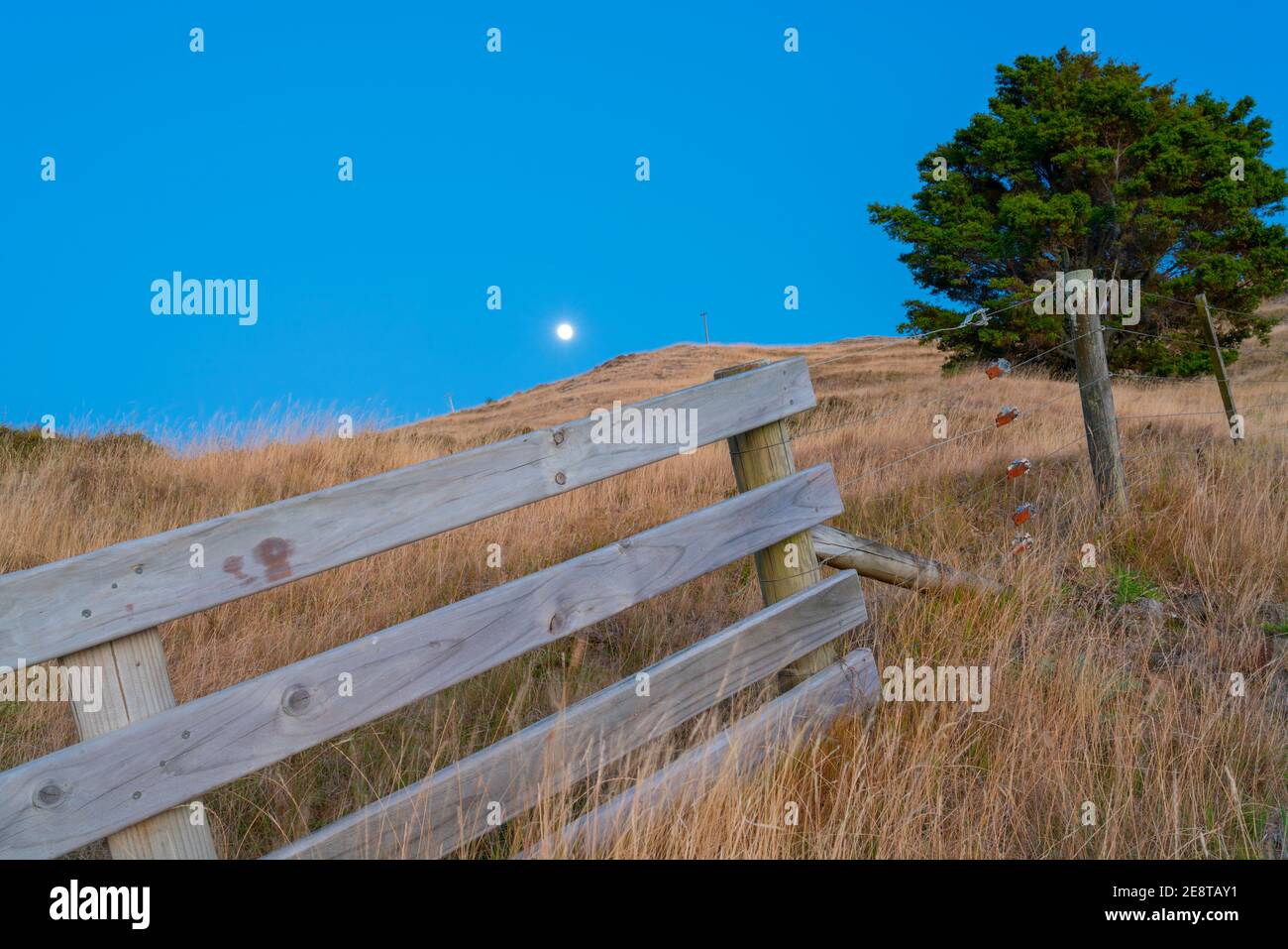 Wooden and wire fence on slope with tree and waning moon just over ...