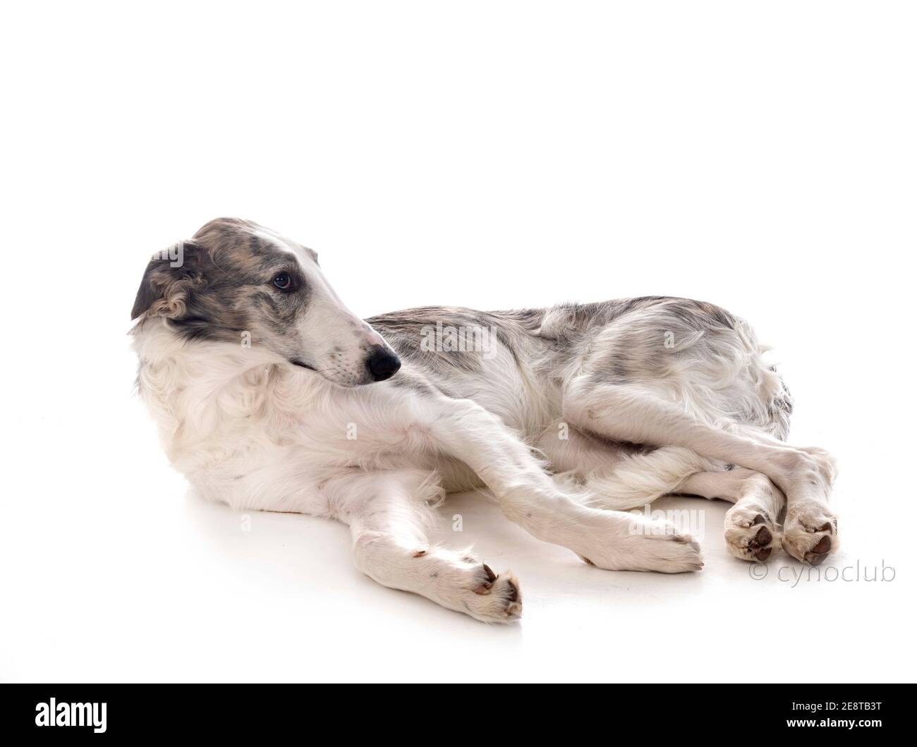 young borzoi in front of white background Stock Photo - Alamy