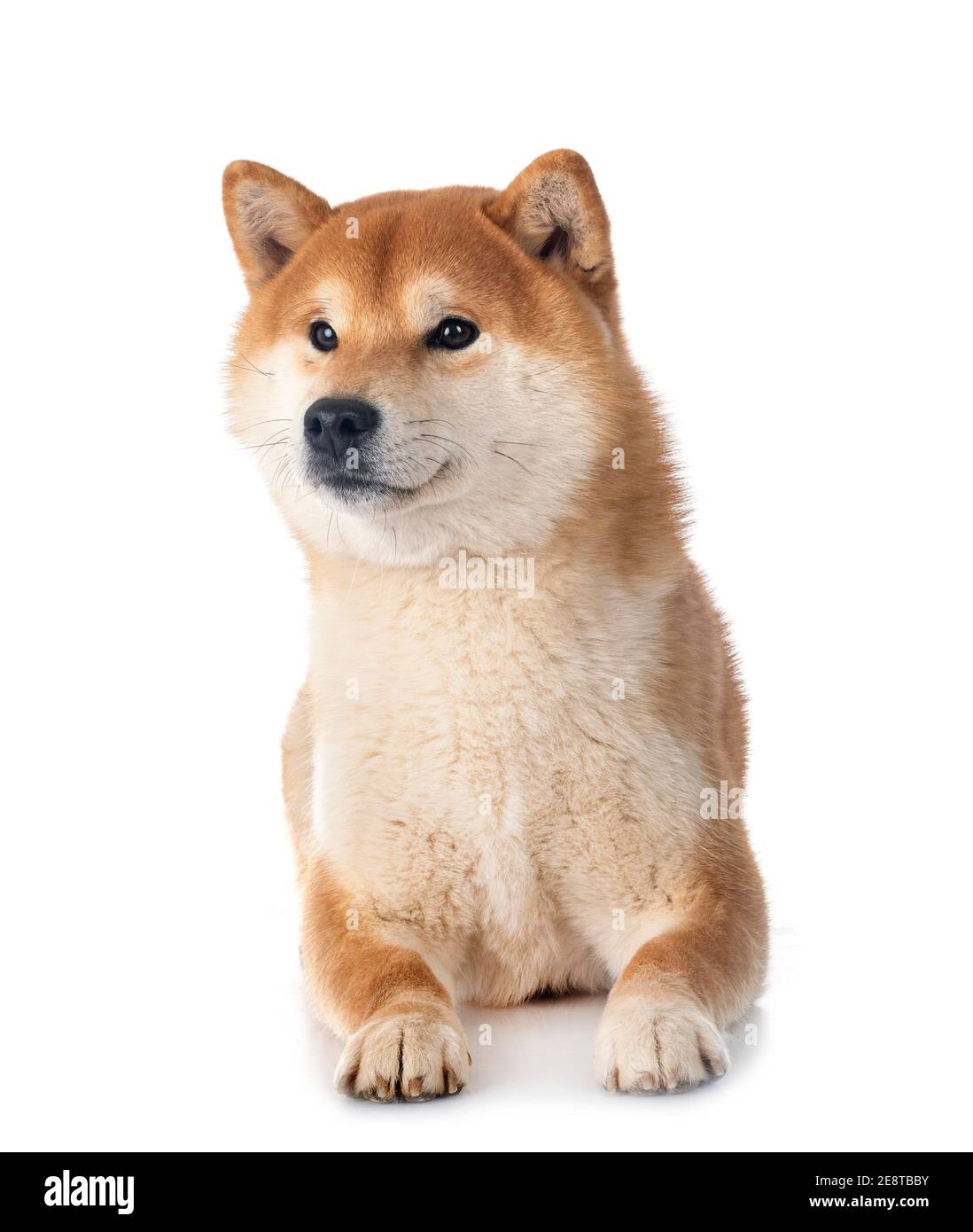 shiba inu in front of white background Stock Photo - Alamy