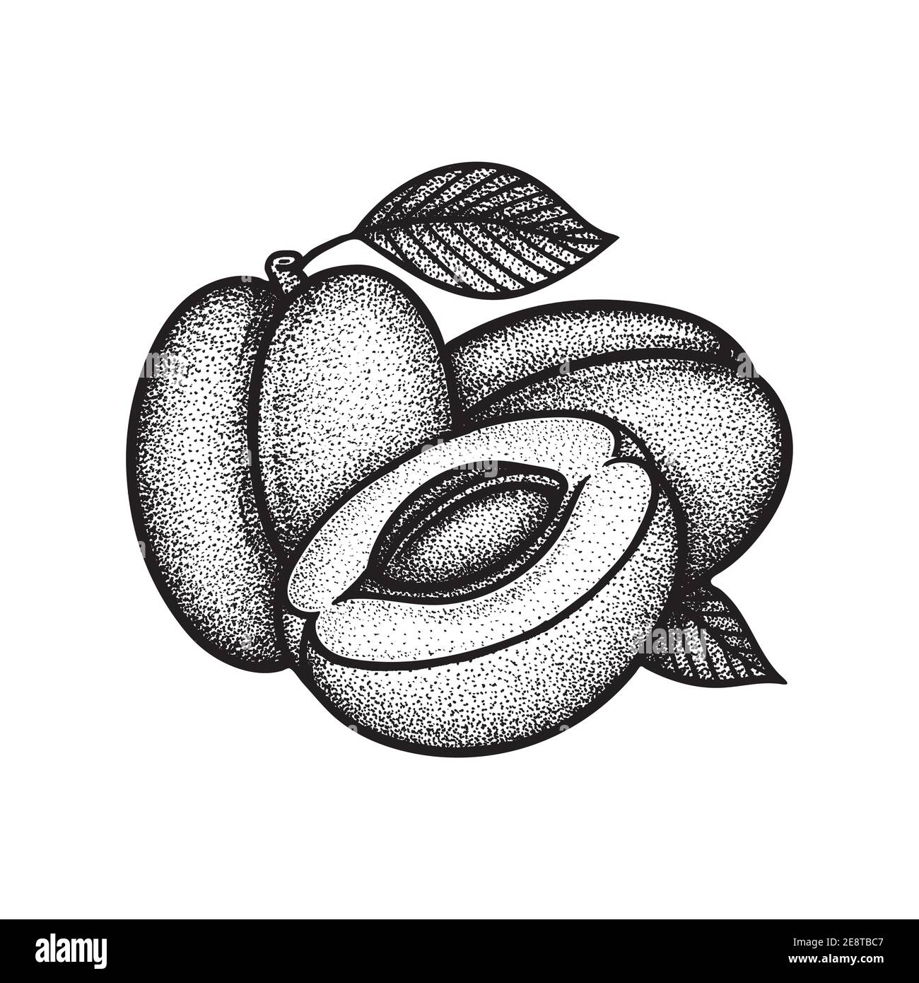 Plums. Whole and slice plums with seed and leaf engraving style drawing ...
